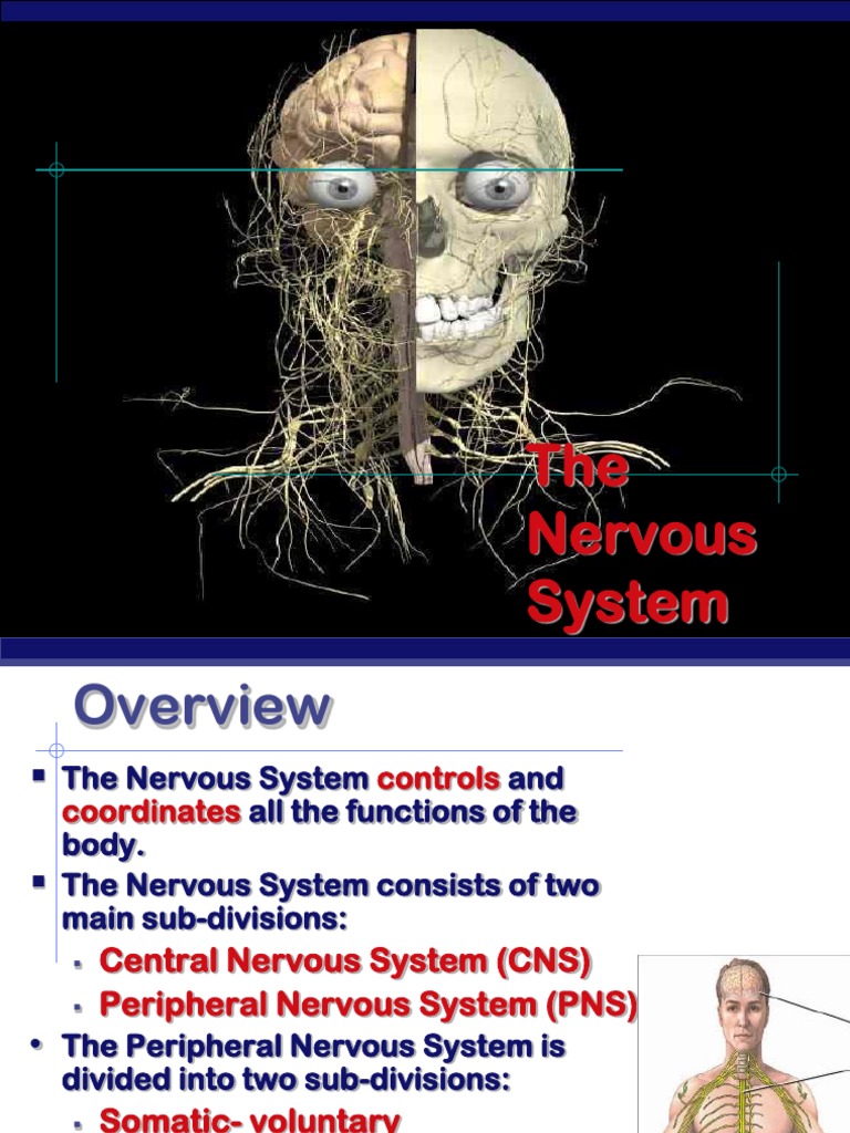 The Nervous System: AP Biology | PDF | Nervous System | Nerve