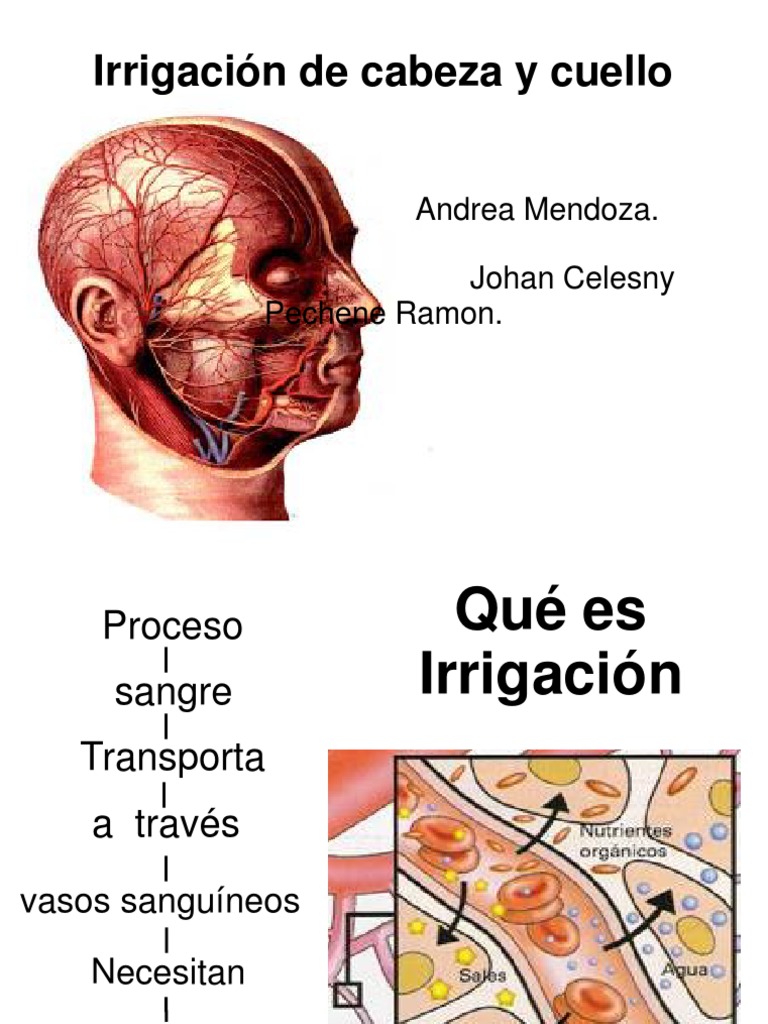 Irrigación de Cabeza y Cuello | PDF | Artería | Cabeza y cuello humanos
