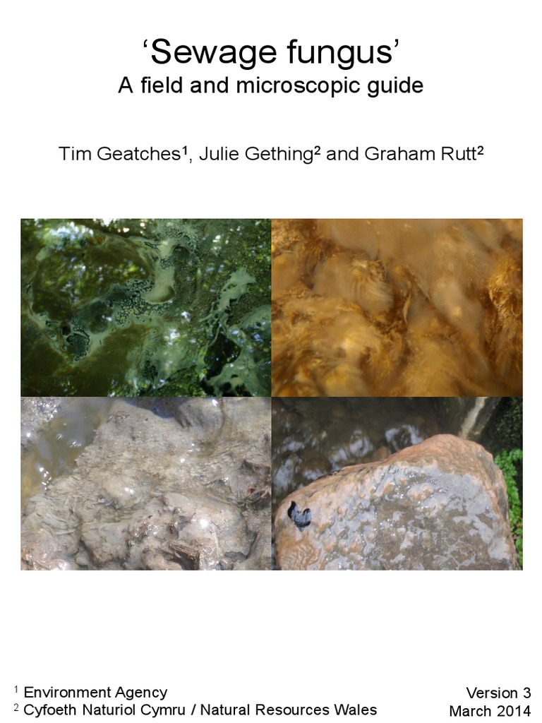 Sewage Fungus - A Field and Microscopic Guide (Version 3) | PDF ...