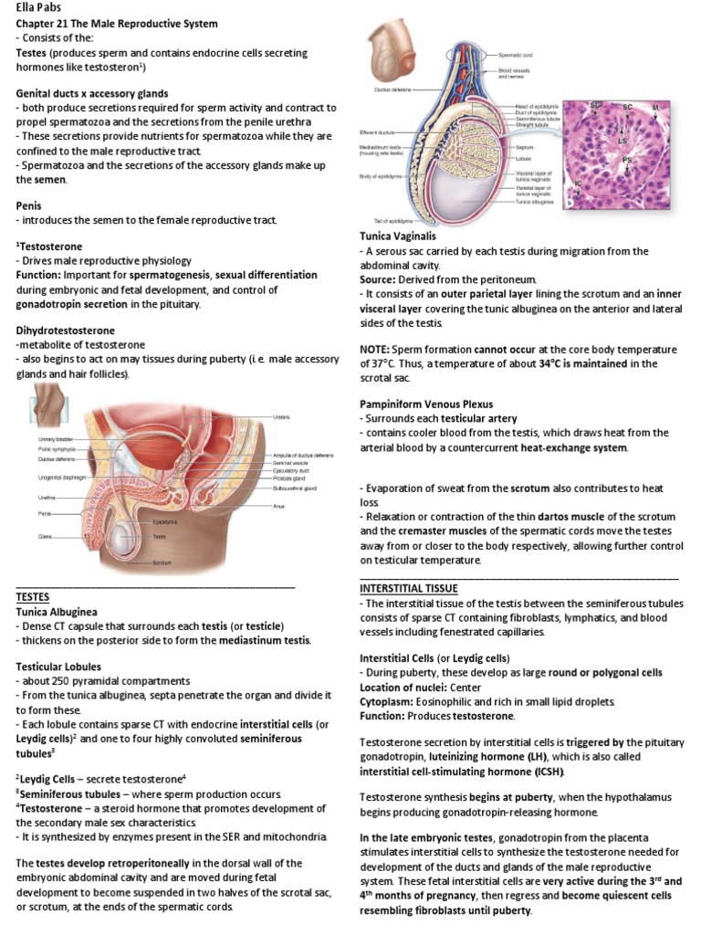 Chapter 21 The Male Reproductive System | PDF | Testicle | Prostate
