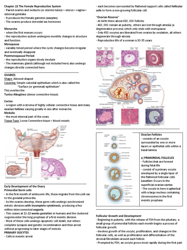 Chapter 22 The Female Reproductive System | PDF | Implantation (Human ...