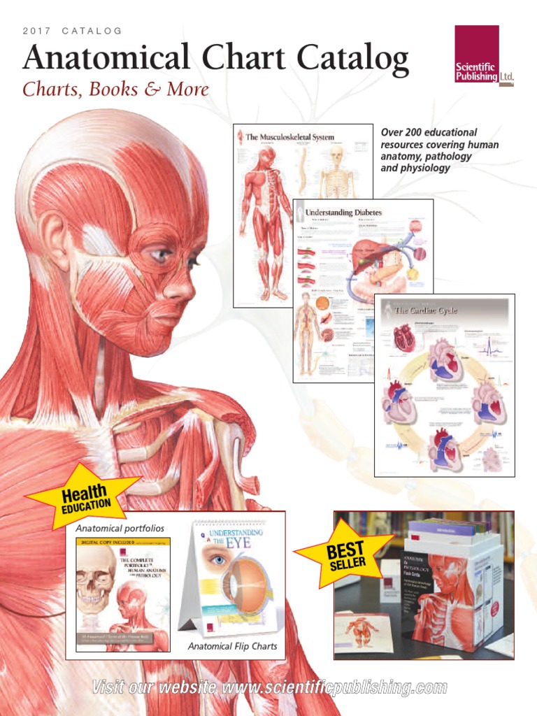 Anatomical Chart Catalog: Charts, Books & More | PDF | Human Body | Anatomy