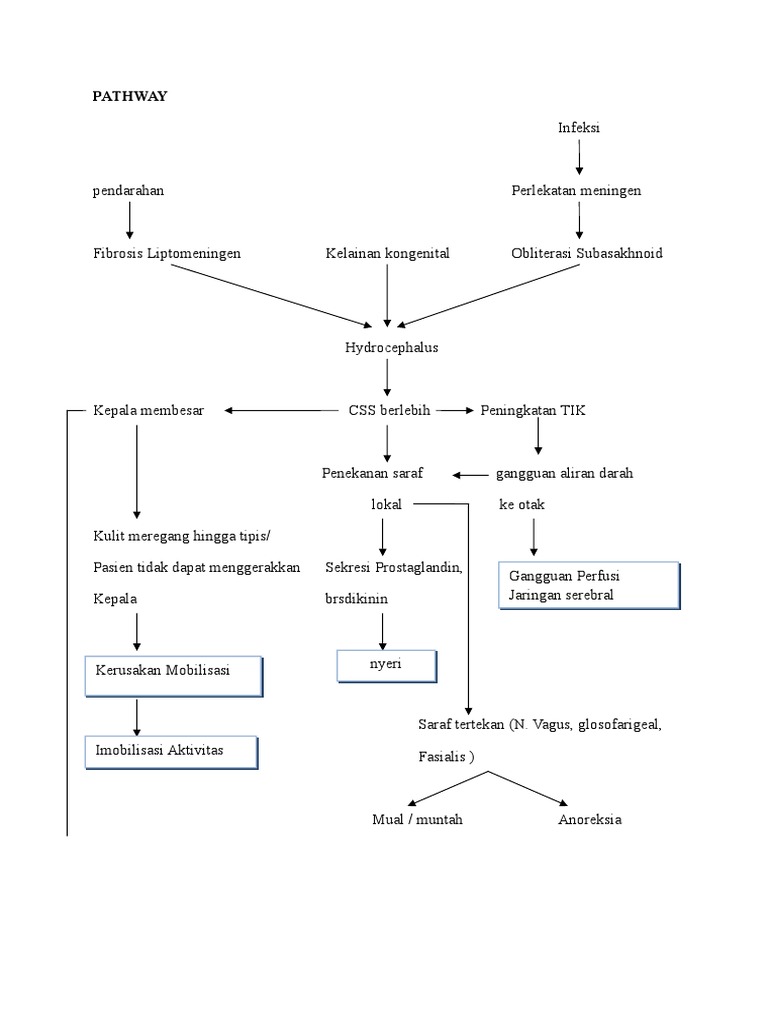 PATHWAY Hydrocephalus Benar | PDF