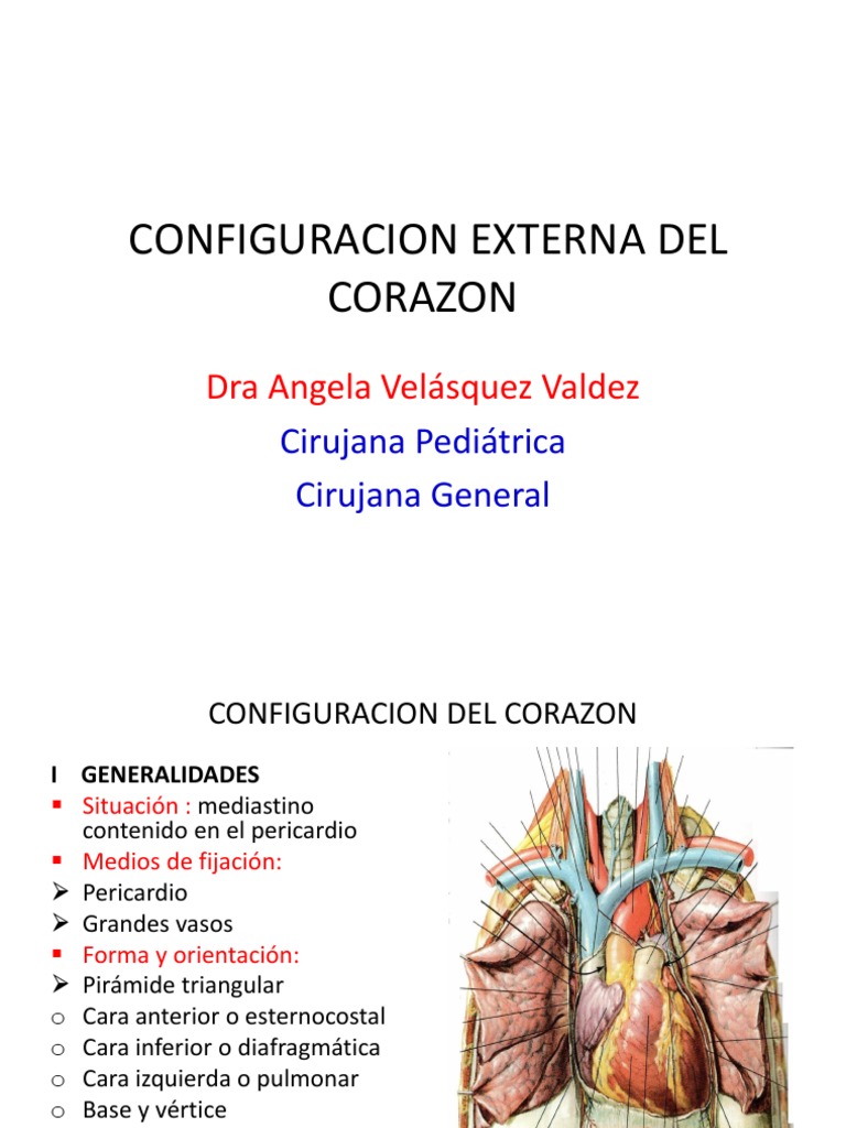 Configuracion Externa Del Corazon | Corazón | Aorta