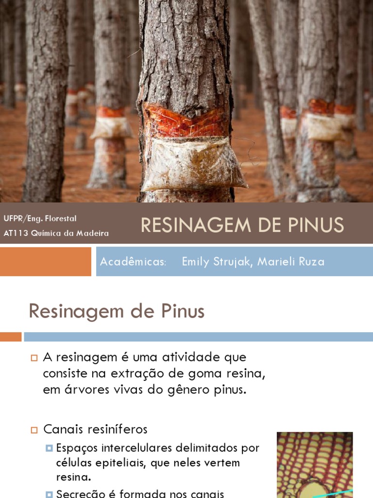 Resinagem de Pinus 20122 | Resina | Pinheiro