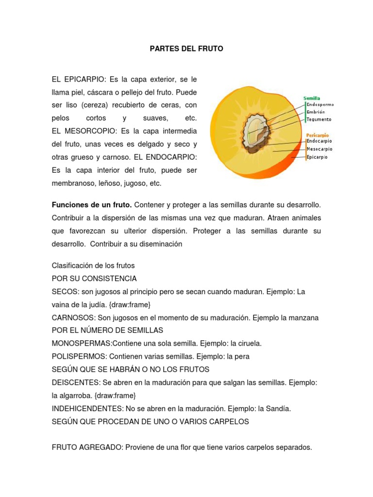Partes y Tipos de Frutos | PDF | Fruta | Flores