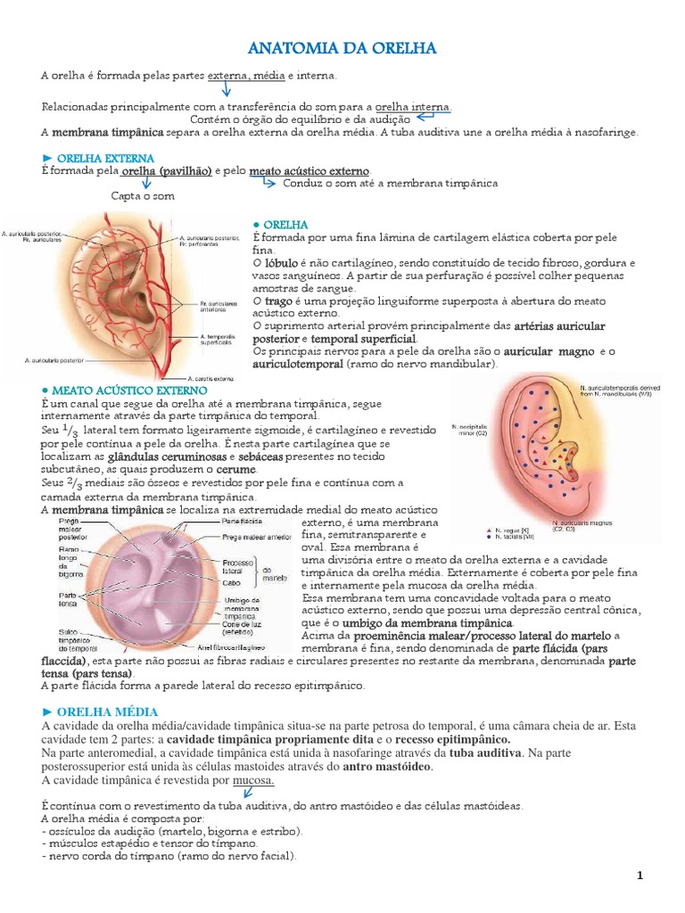 Anatomia Da Orelha | PDF | Orelha | Audição