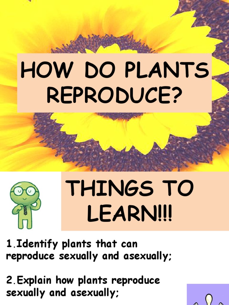 How Do Plants Reproduce | PDF | Flowers | Pollination