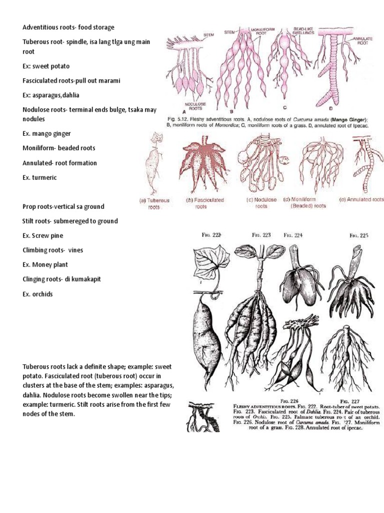 Roots | PDF | Root | Trees