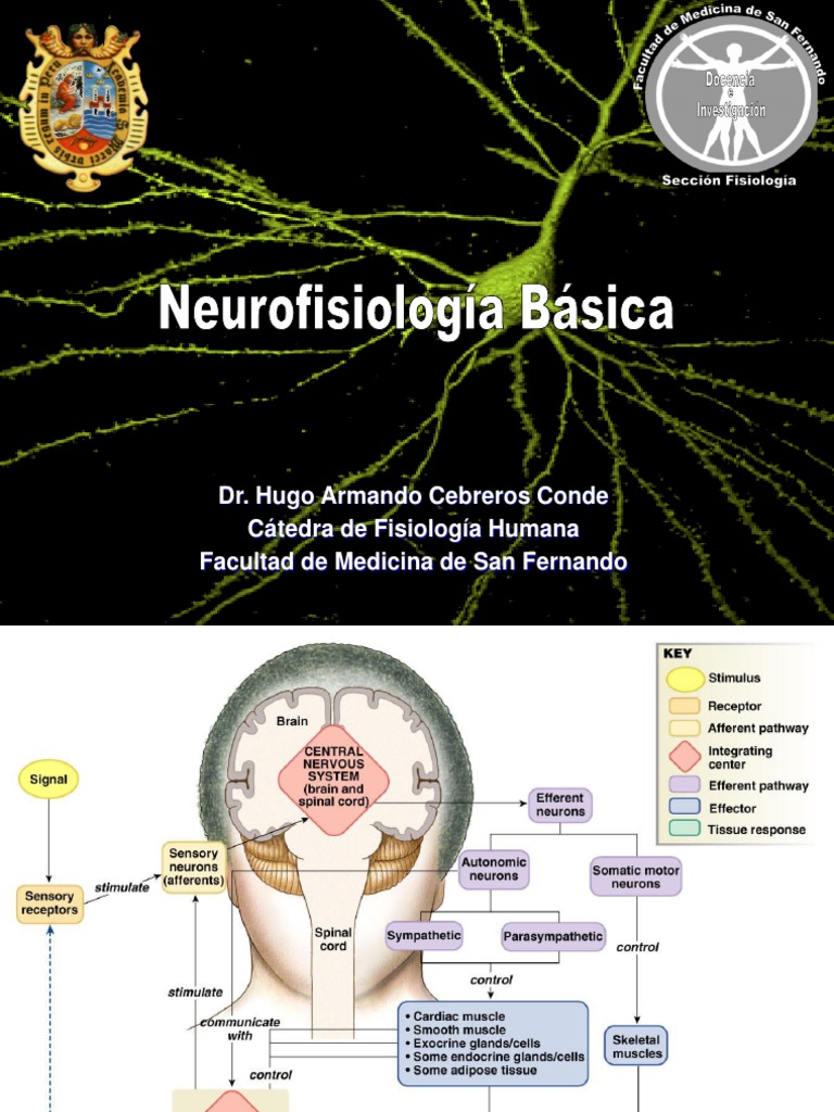 Neurofisiología Básica | PDF | Sinapsis | Corteza cerebral