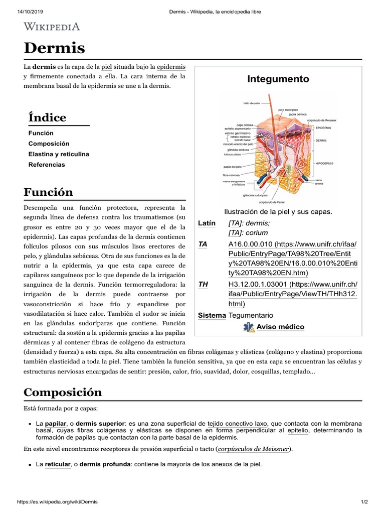 Dermis - Wikipedia, La Enciclopedia Libre | PDF | Órgano (anatomía ...