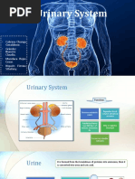 Urology Medical Terminology | PDF | Urinary System | Kidney