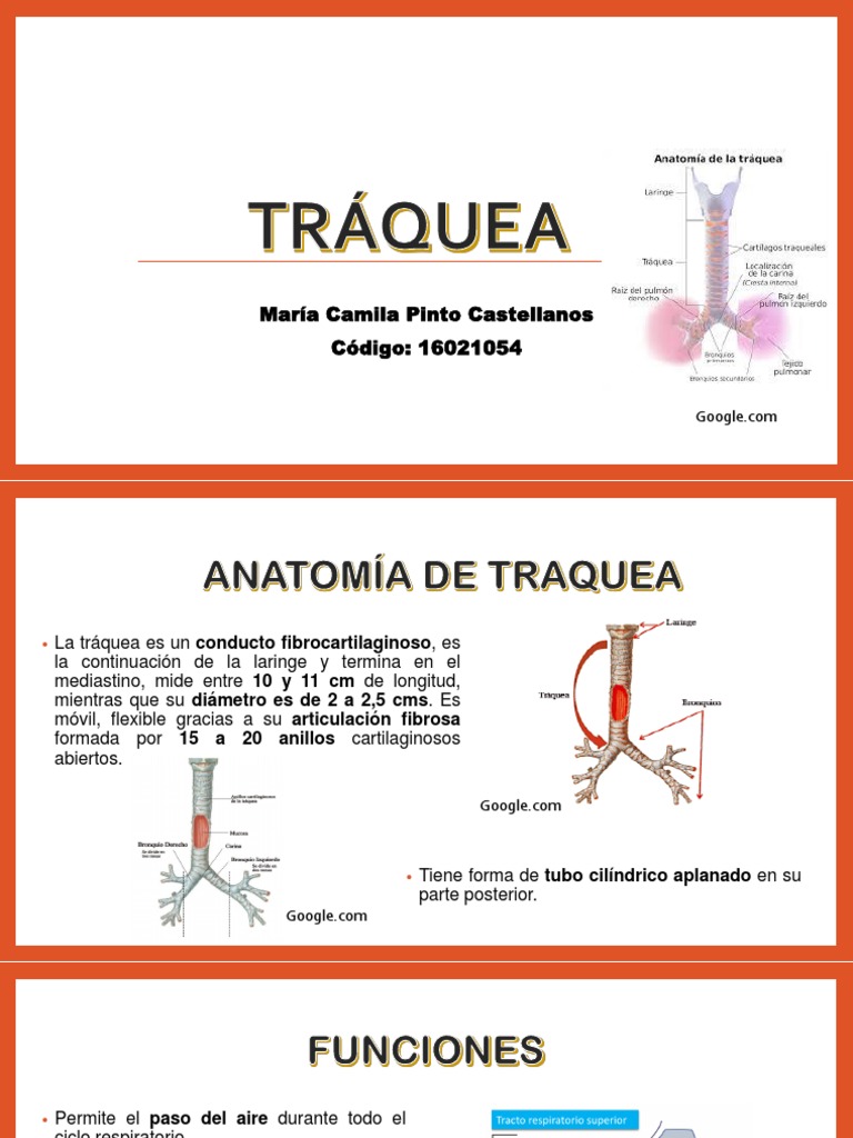 TRAQUEA | Sistema respiratorio | Anatomía humana