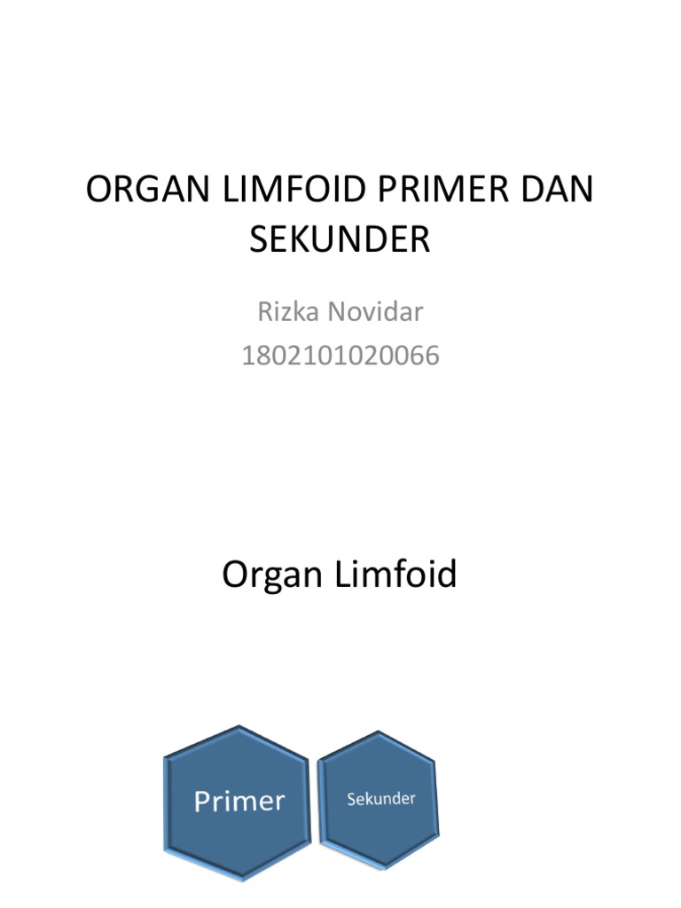 Organ Limfoid: Primer & Sekunder | PDF