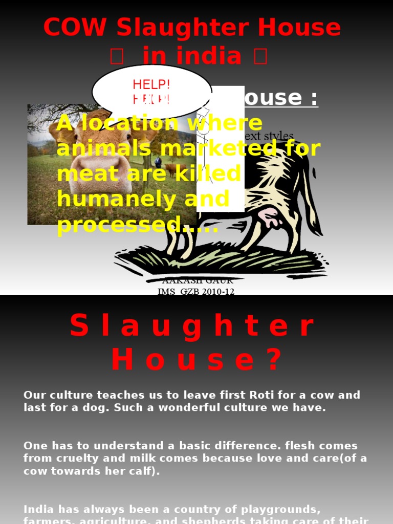 COW Slaughter House in India | PDF | Slaughterhouse | Animal Slaughter