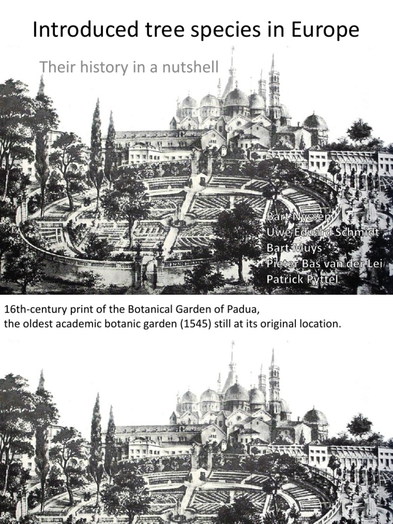 Introduced Tree Species in Europe | PDF | Douglas Fir | Forestry