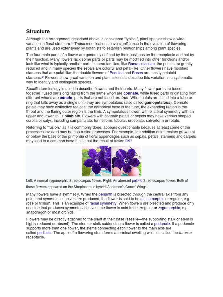 Structure: Ranunculaceae Peonies Roses | PDF | Petal | Flowers