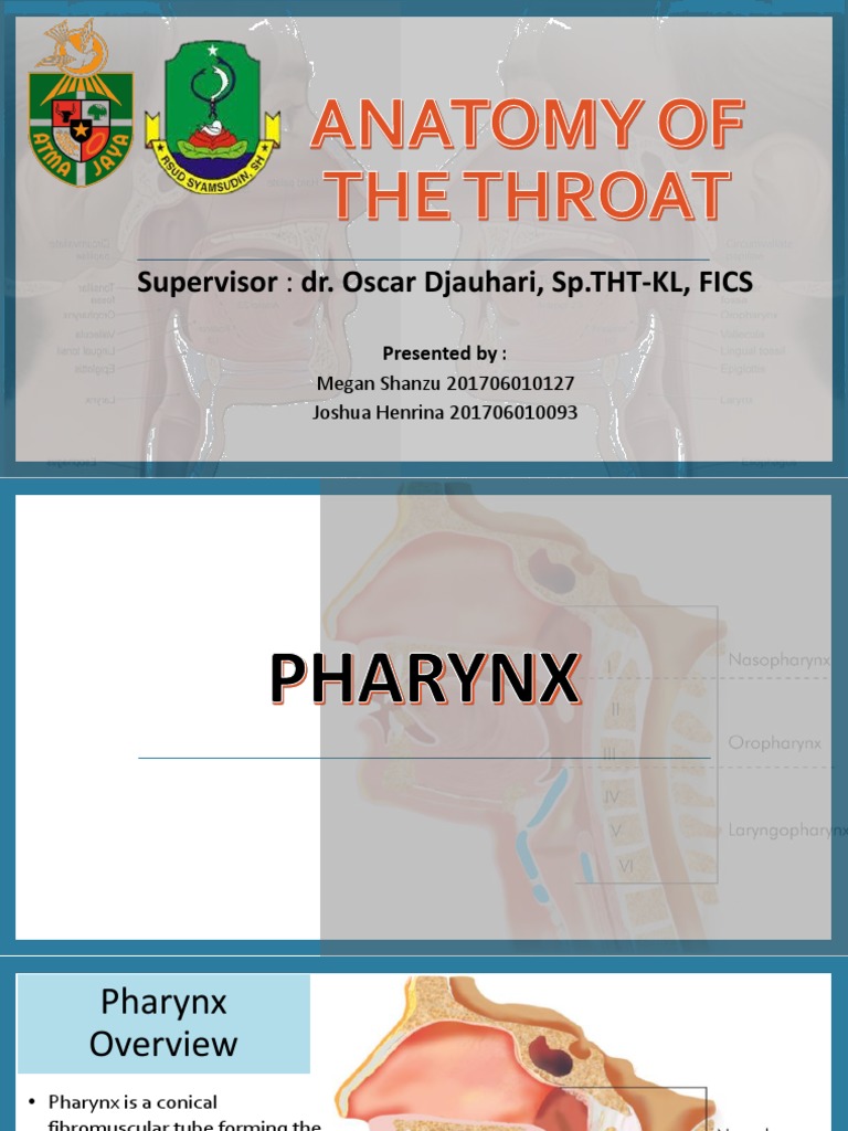 Throat Anatomy | PDF | Larynx | Human Head And Neck