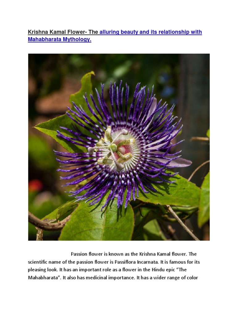 Passion Flower Is Known As The Krishna Kamal Flower | PDF