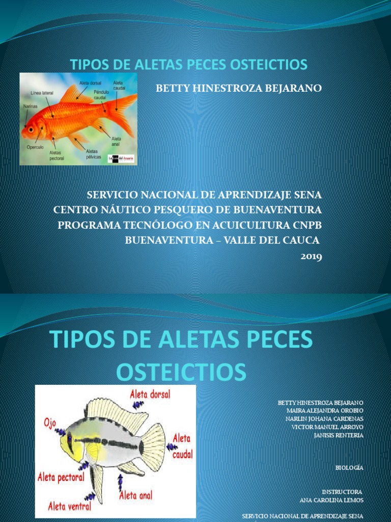 Tipos de Aletas en Los Peces Oseos | PDF | Diente | Animales acuáticos