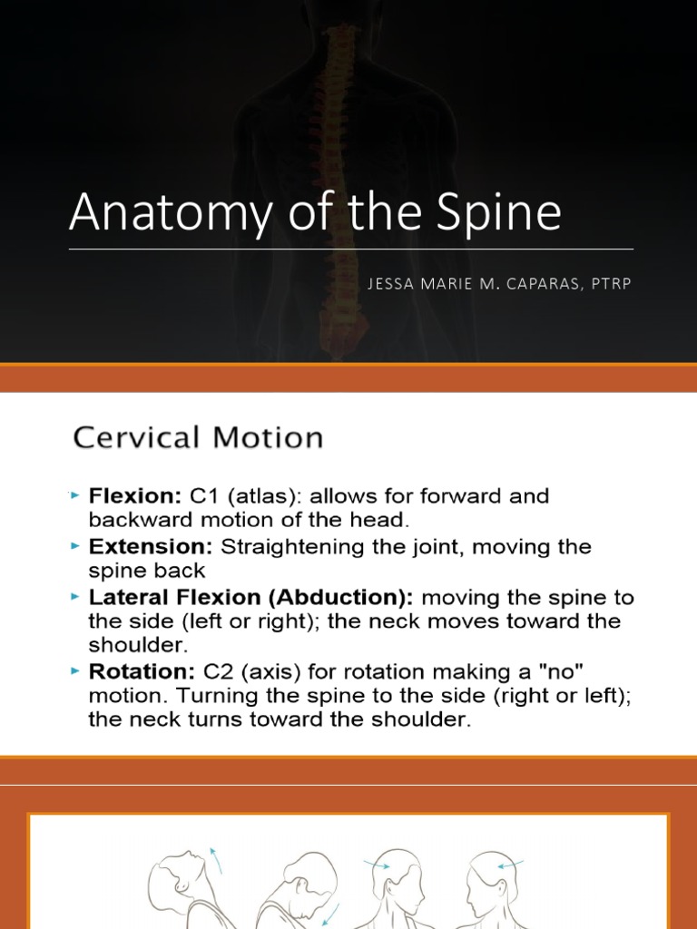 Anatomy of The Spine | PDF