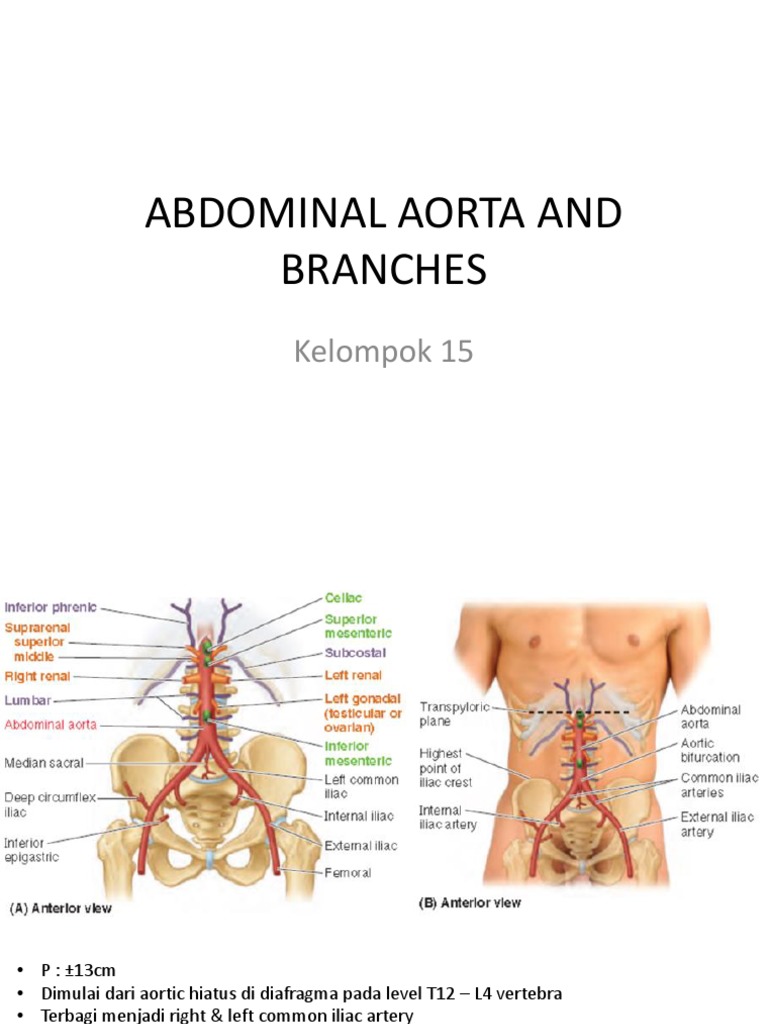 Anatomy of the Abdominal Aorta | PDF | Social Science
