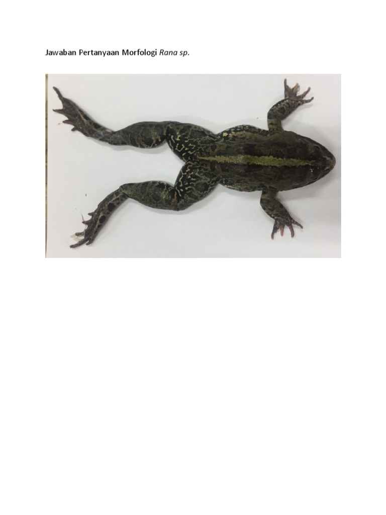 Morfologi Katak Rana sp. | PDF