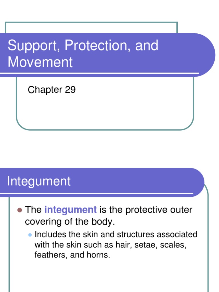 Form 4 17 Support Movement and Protection | PDF | Skeletal Muscle ...