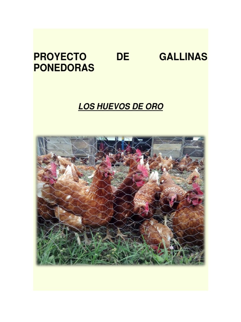 Proyecto de Gallinas Ponedoras 10 | PDF | Pollo | Huevo como alimento