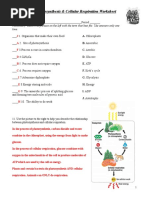 Photosynthesis and CellRespiration AnswerKey | PDF