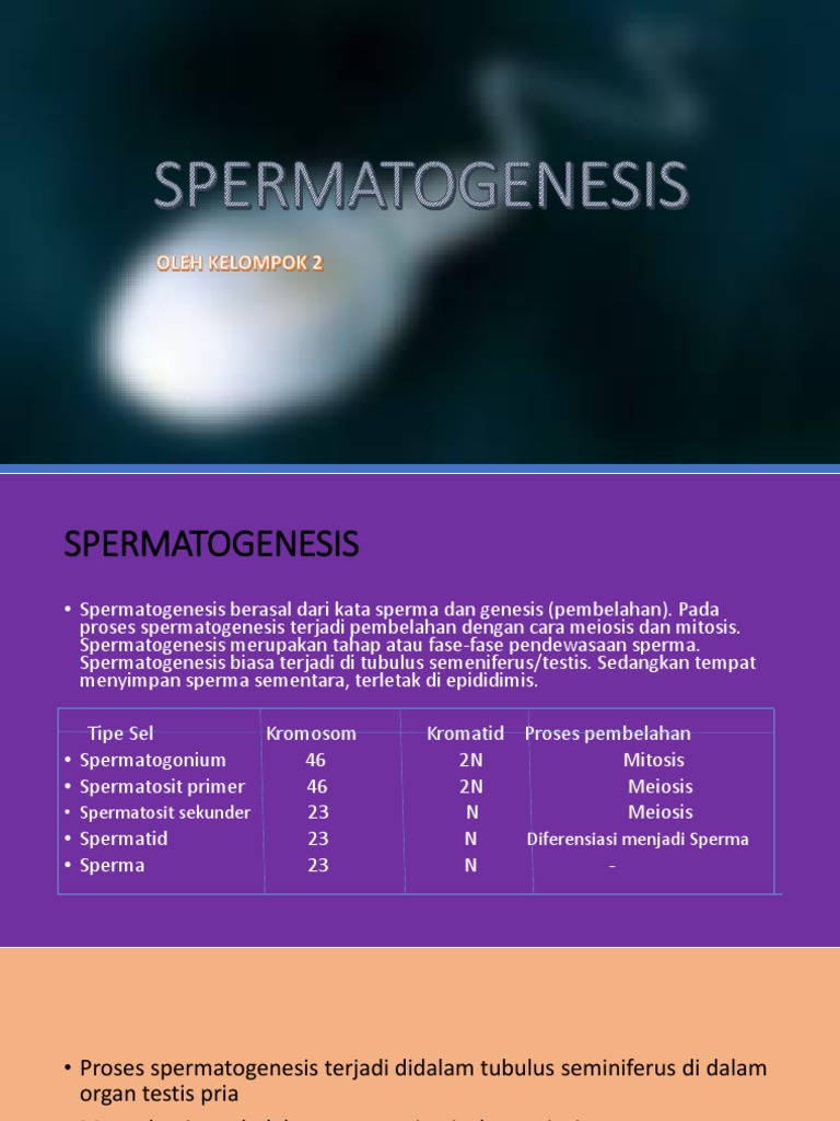 Spermatogenesis | PDF