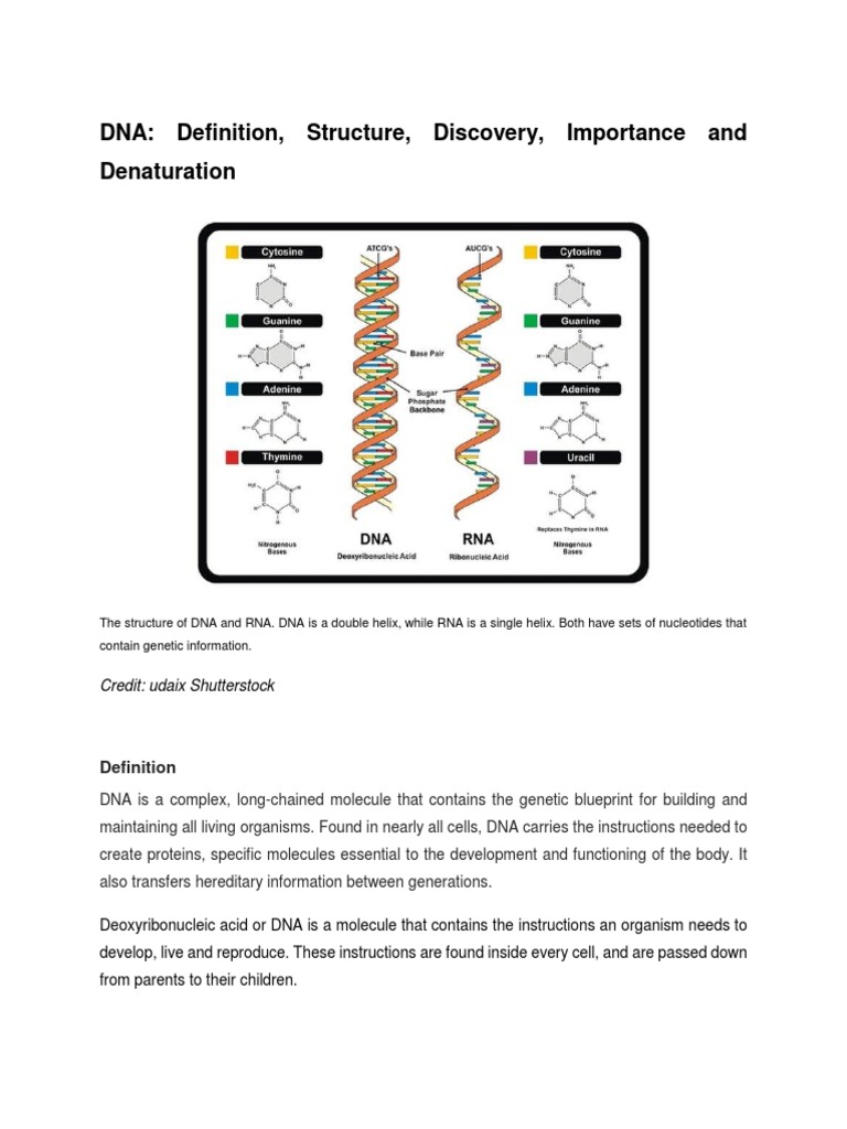 DNA: Definition, Structure, Discovery, Importance and Denaturation | PDF | Urine | Dna