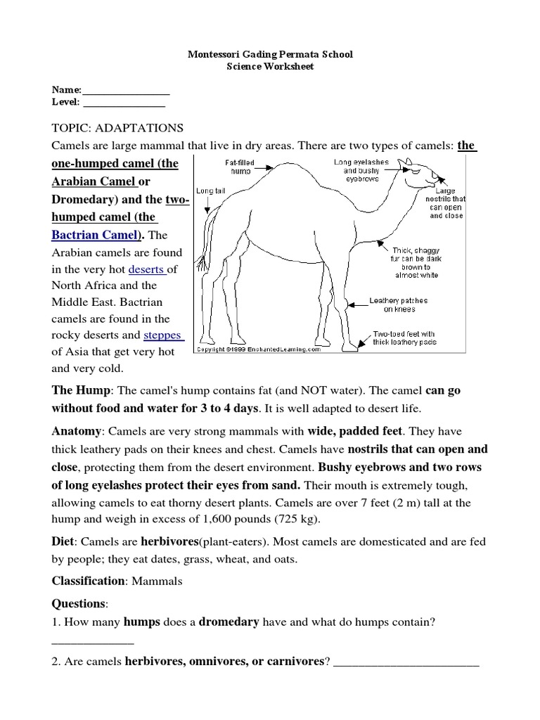 Adaptations that Allow Camels to Thrive in Harsh Desert Environments | PDF