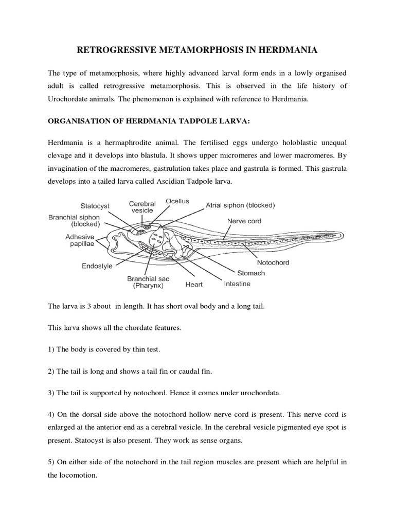 Retrogressive Metamorphosis in Herdmania | PDF | Zoology | Organisms