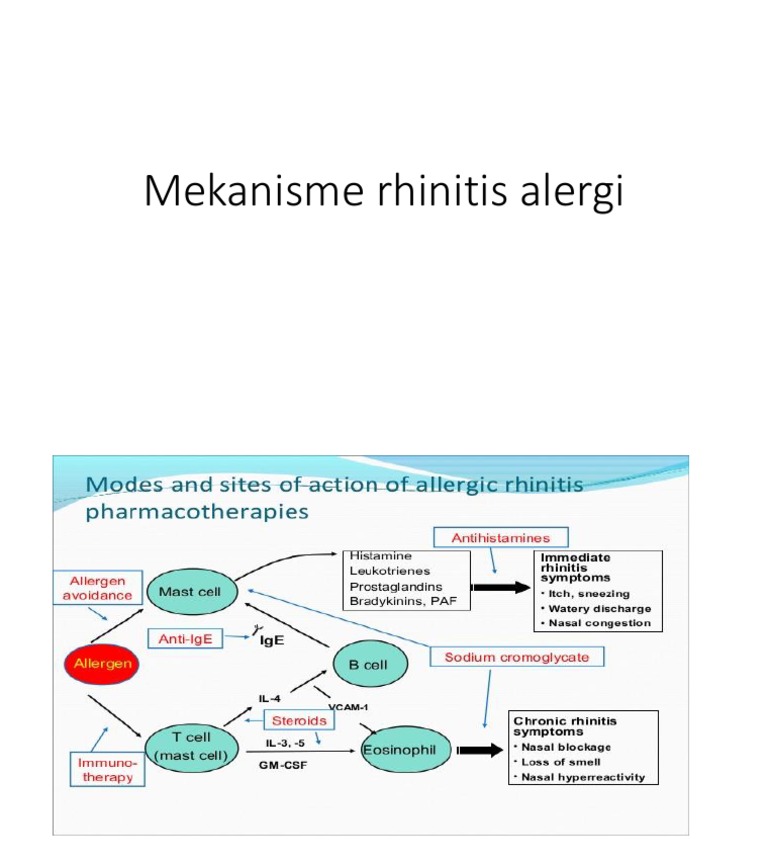 Mekanisme Rhinitis Alergi | PDF