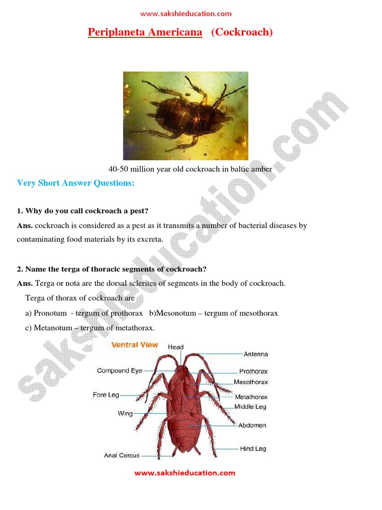 Type Study of Periplaneta Americana | PDF | Digestion | Heart