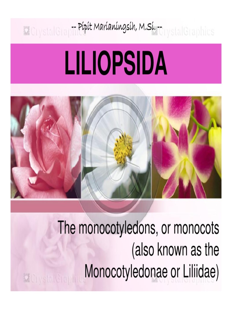 Liliopsida (1) - 1 | PDF