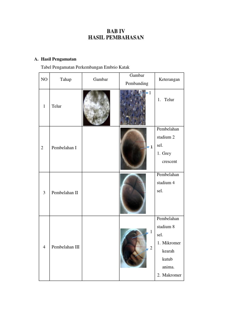 Tahapan Perkembangan Embrio Katak | PDF