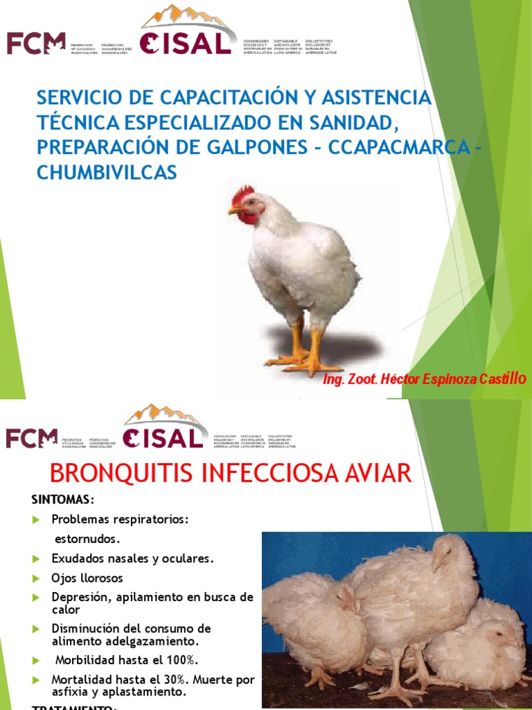Enfermedades Aviar: Síntomas y Tratamientos | PDF | Aves | Ciencias de la Salud