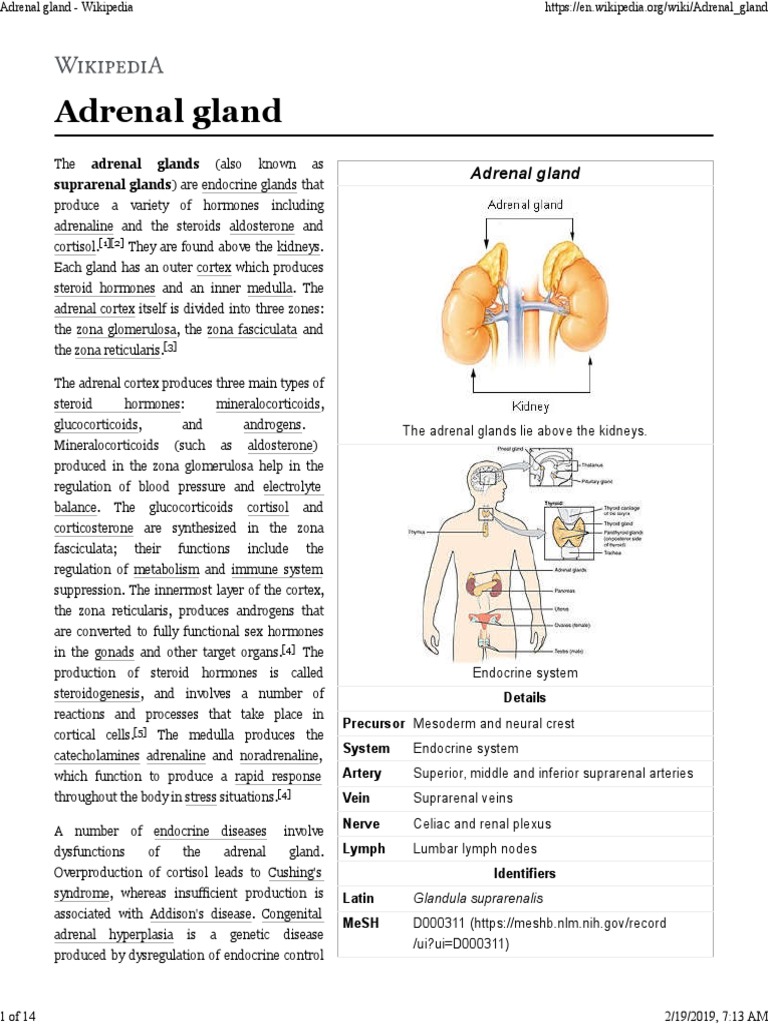 Endocrine Pathology | PDF | Adrenal Gland | Glands