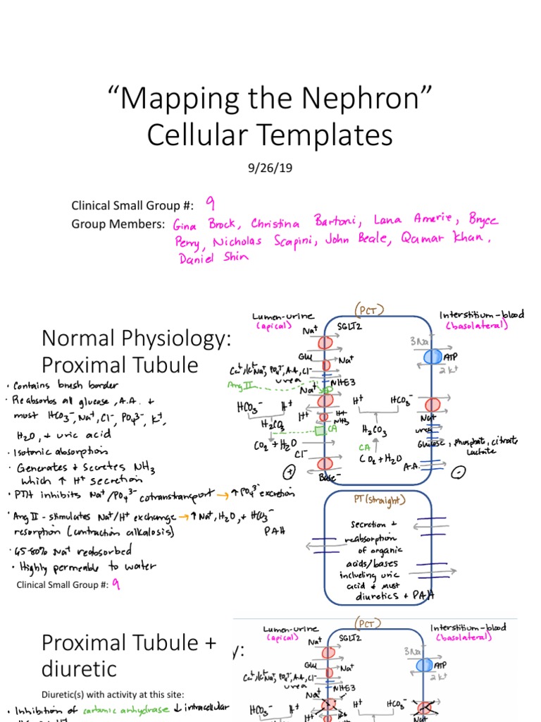 Mapping the Nephron: Cellular Templates and Diuretic Effects | PDF ...