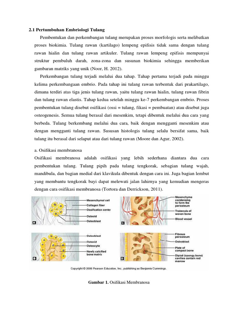 2.1 Pertumbuhan Embriologi Tulang: Gambar 1. Osifikasi Membranosa | PDF