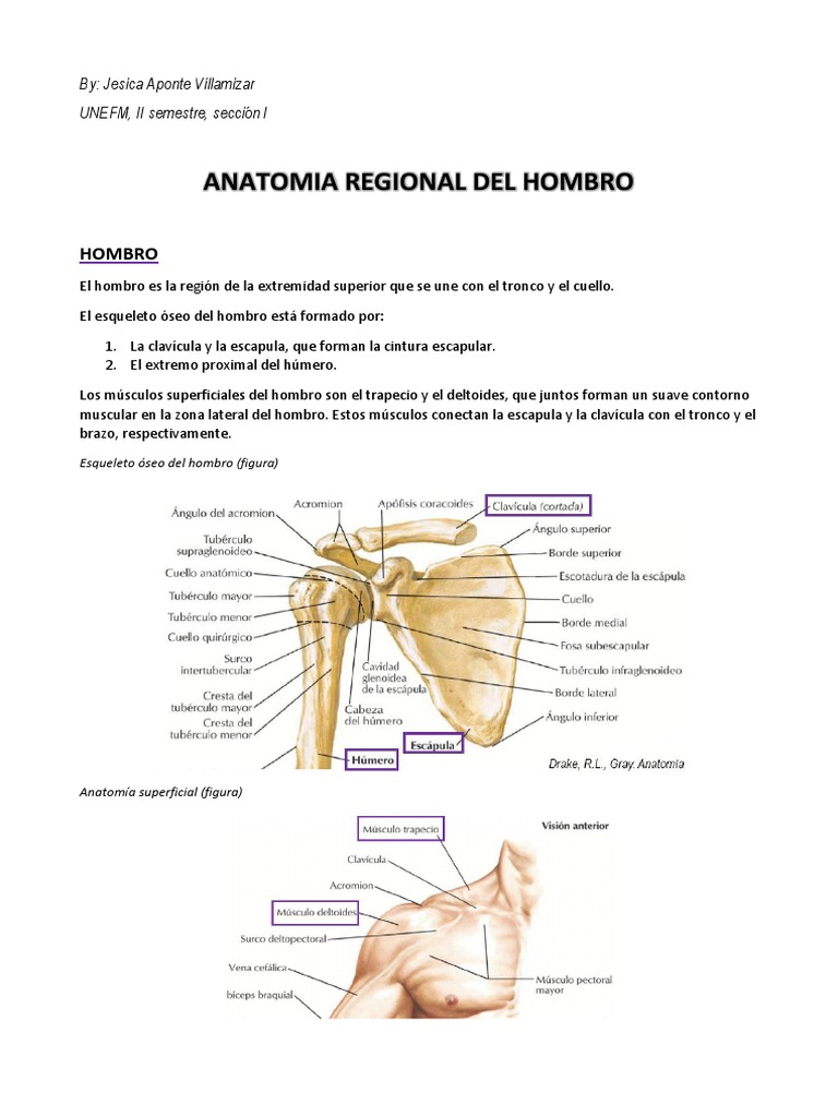 Anatomia Regional Del Hombro | PDF | Hombro | Articulación