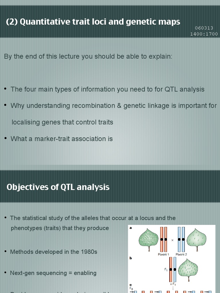 Lecture 2 Qtls and Genetic Maps | PDF | Genetic Linkage | Quantitative Trait Locus