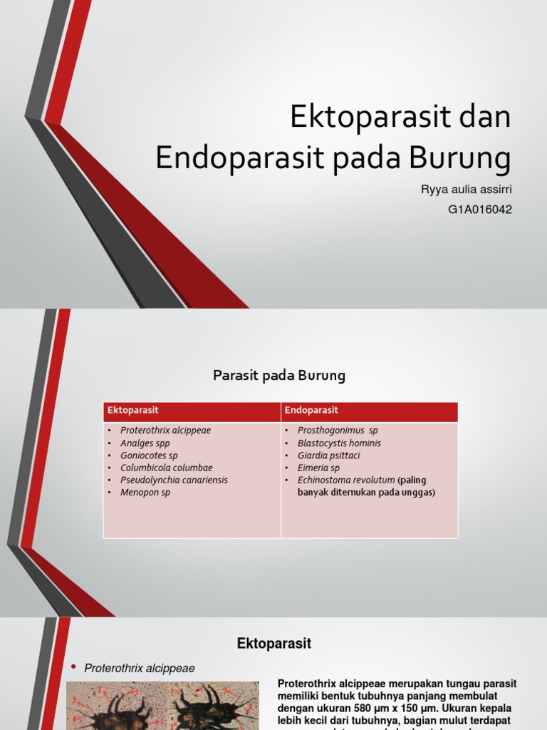 Ektoparasit Dan Endoparasit Pada Burung | PDF