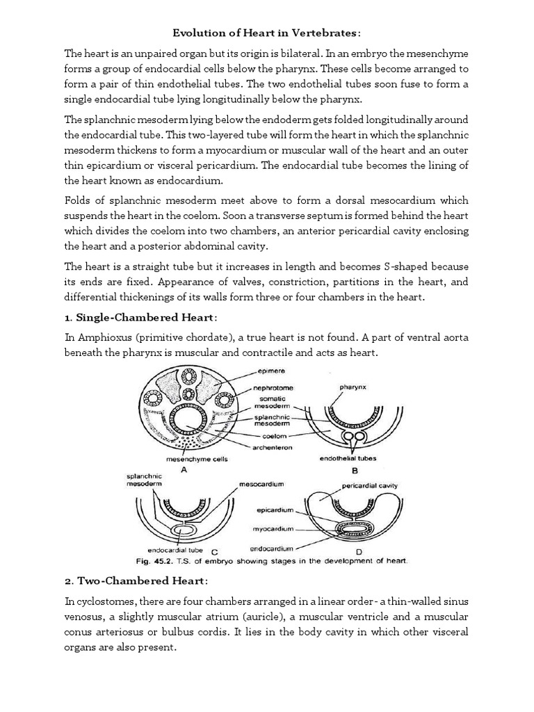 Evolution of Heart in Vertebrates | PDF | Atrium (Heart) | Heart