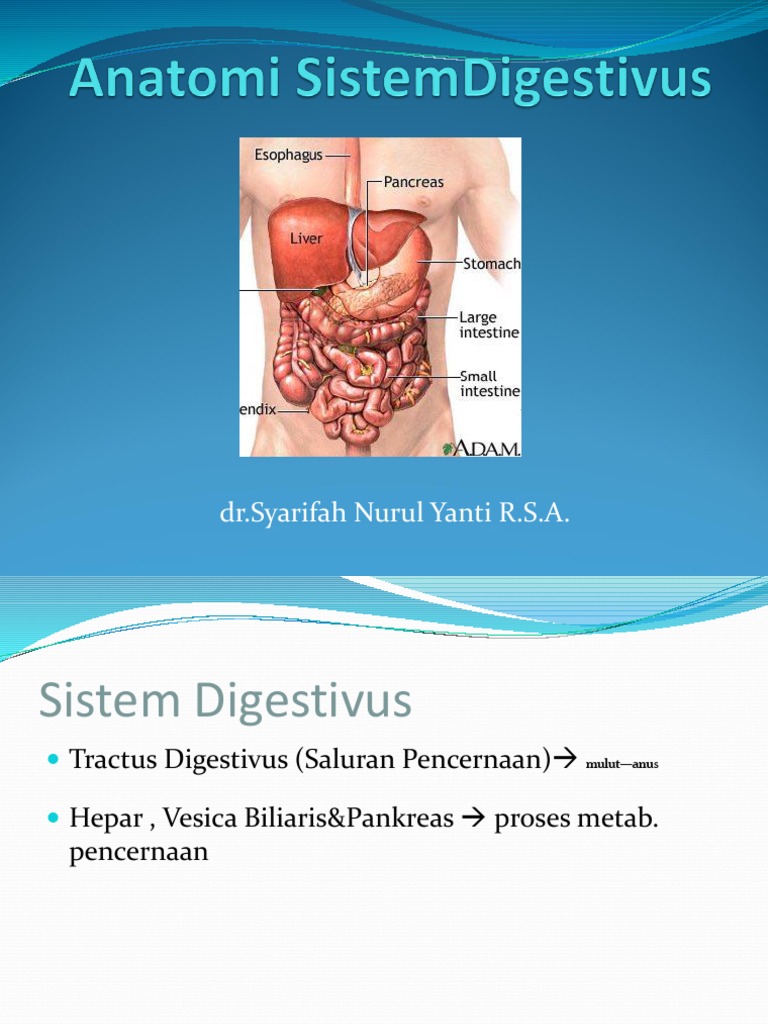 Anatomi Sistem GI | PDF