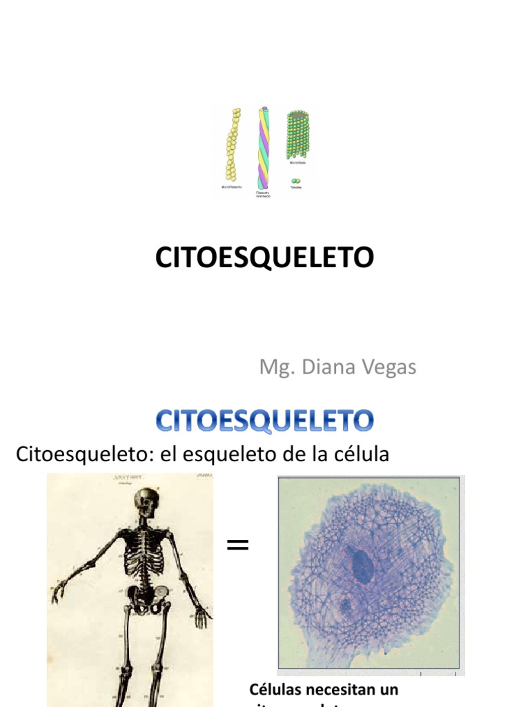 Citoesqueleto y Alteraciones | PDF | Microtúbulos | Actina