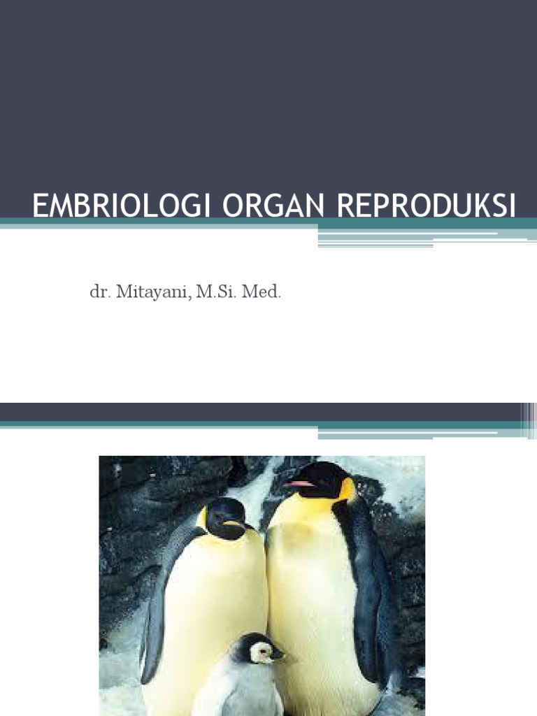 Cryptomenorrhea dalam Embriologi Reproduksi | PDF | Ilmu Sosial | Sains ...