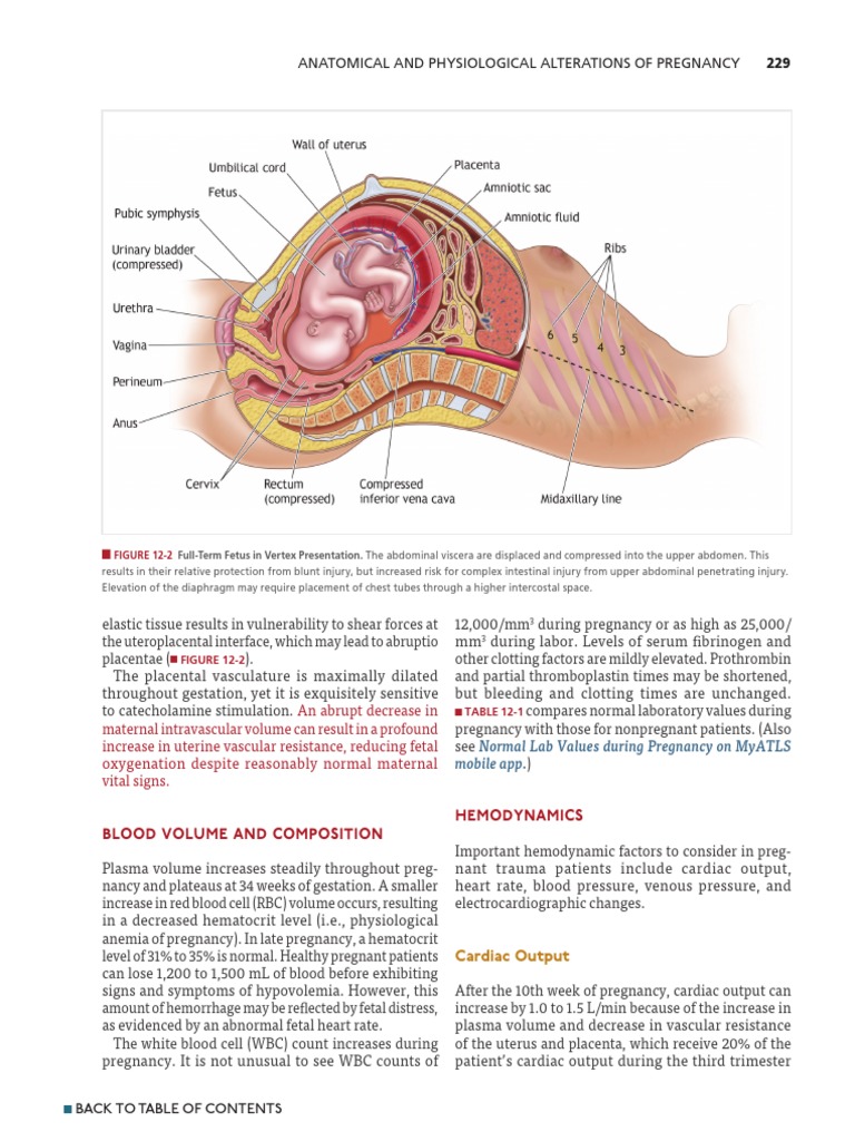 Full-Term Fetus in Vertex Presentation | PDF | Tissue (Biology) | Pregnancy